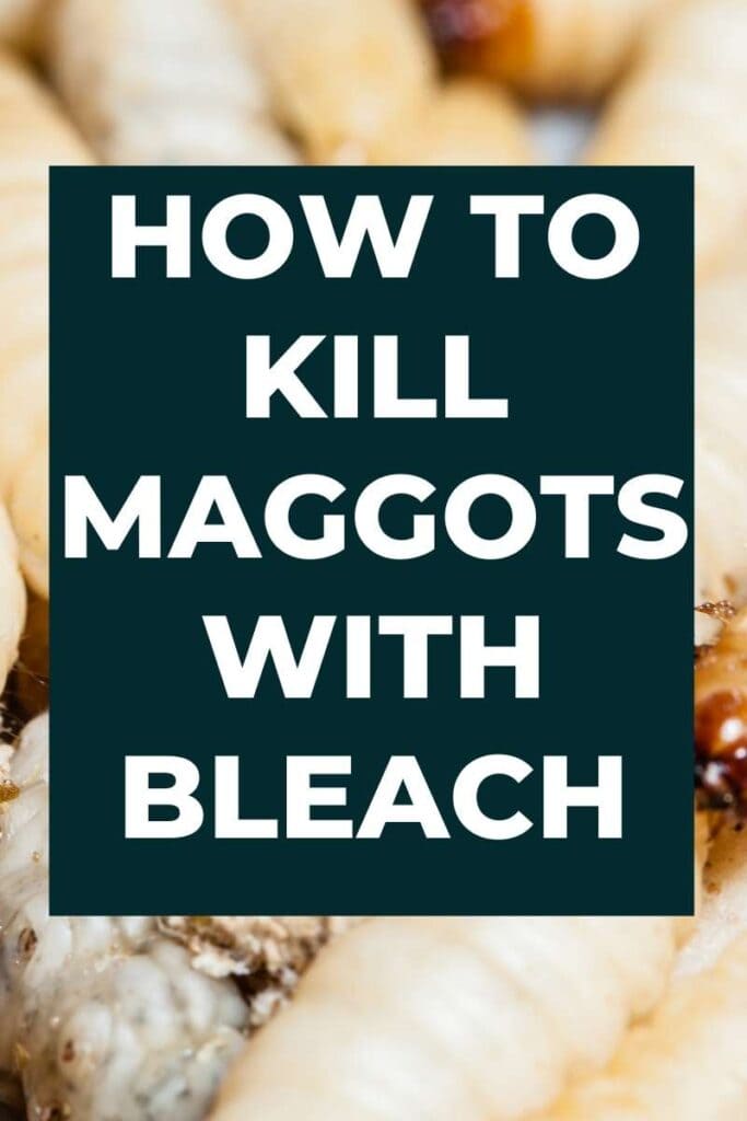 Does Bleach Kill Maggots? YES! Here's how. | Little House Lovely Home