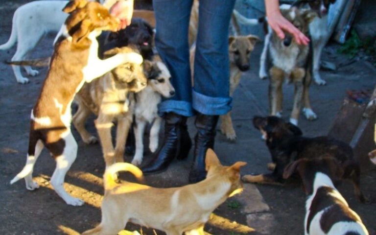 When to Call Animal Control on a Neighbor? | Little House Lovely Home