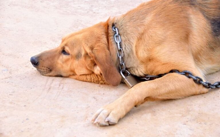 When to Call Animal Control on a Neighbor? | Little House Lovely Home