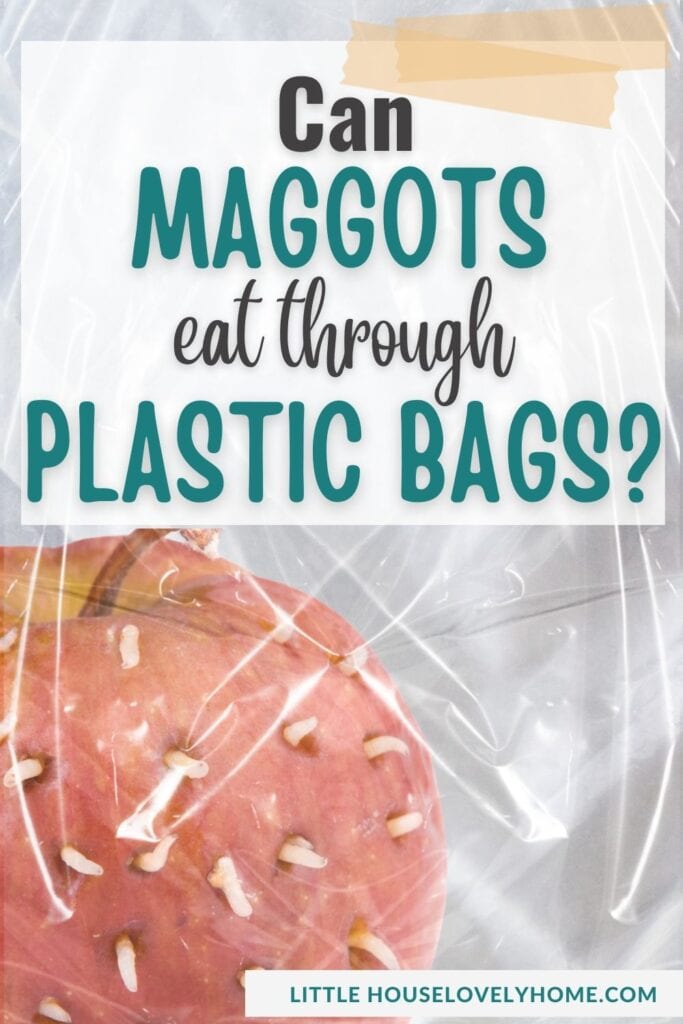 Can Maggots Eat Through Plastic Bags? | Little House Lovely Home